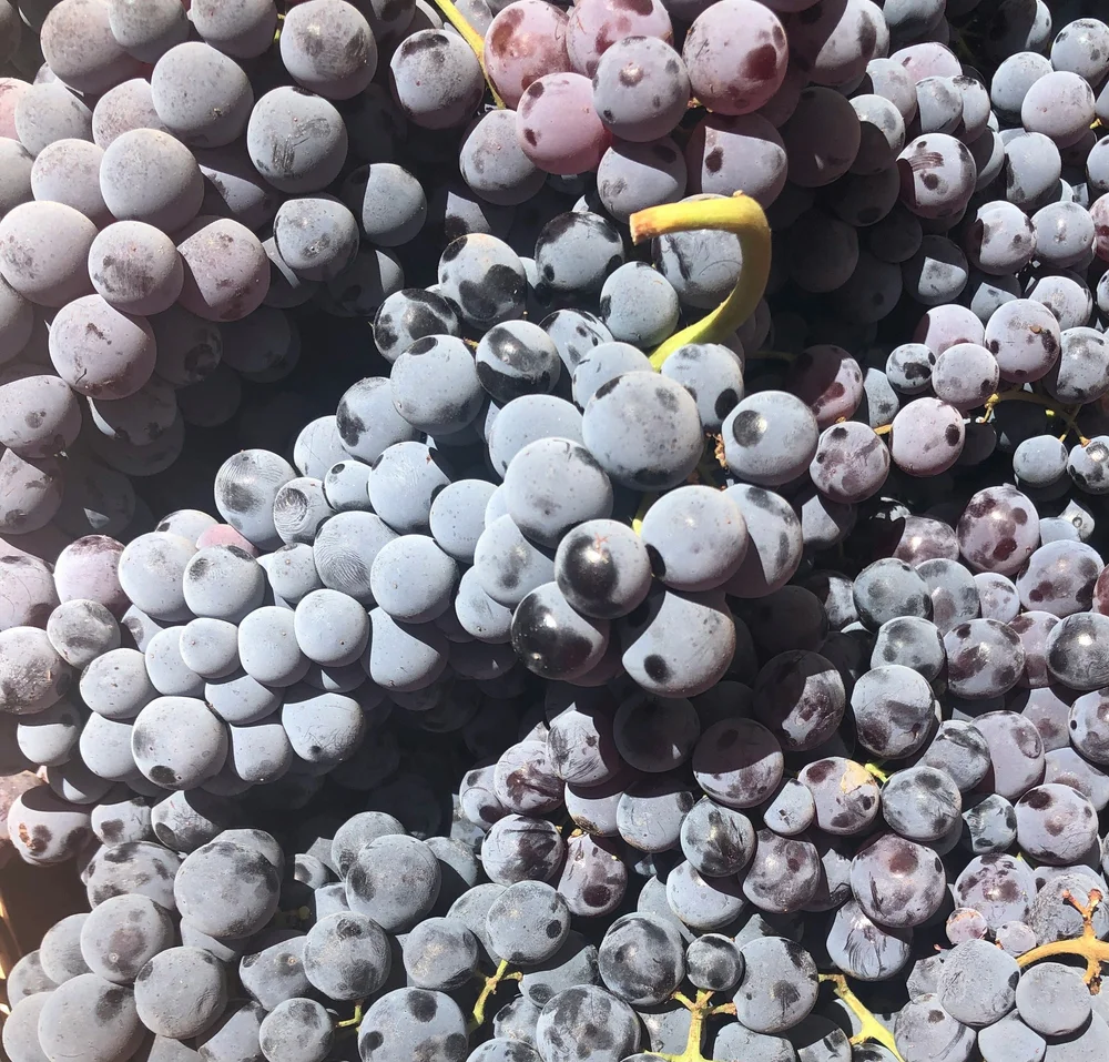 The Art of Wine Making: Picking the Right Yeast for Fermentation ...