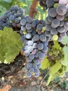 A Tour of Wine Grapes: Carignan — EverWonderWine?