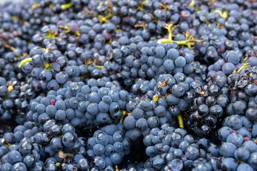 The Art of Wine Making: Deciding When and How to Macerate the Grapes ...
