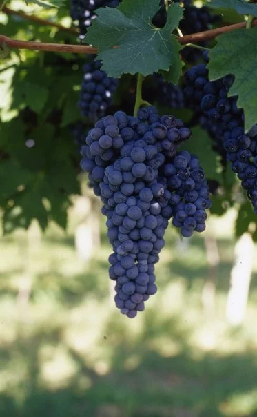 Red Wine Grapes — EverWonderWine?
