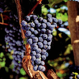 Red Wine Grapes — EverWonderWine?