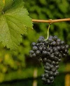 Red Wine Grapes — EverWonderWine?