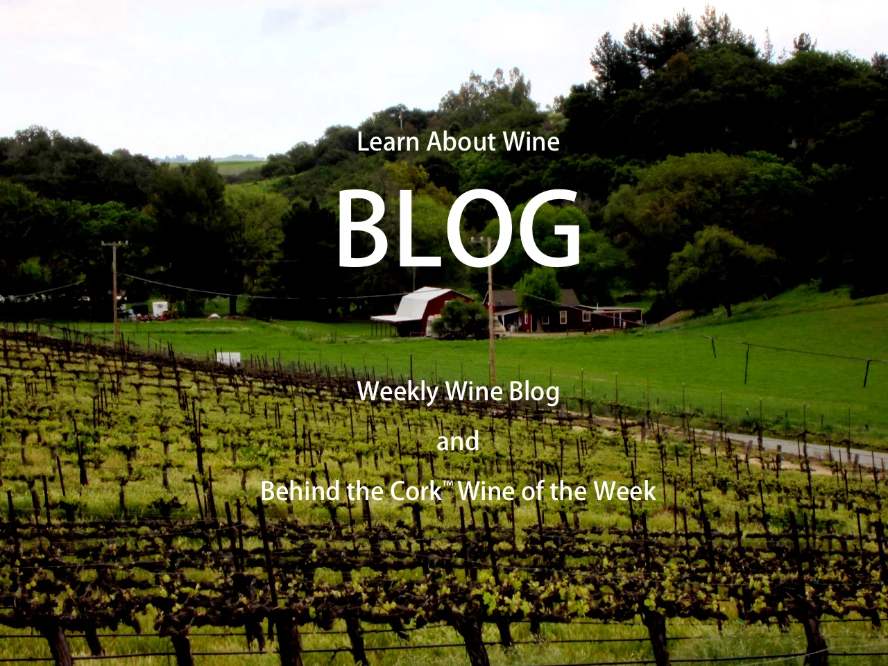How Much is a Buttload of Wine? — EverWonderWine?