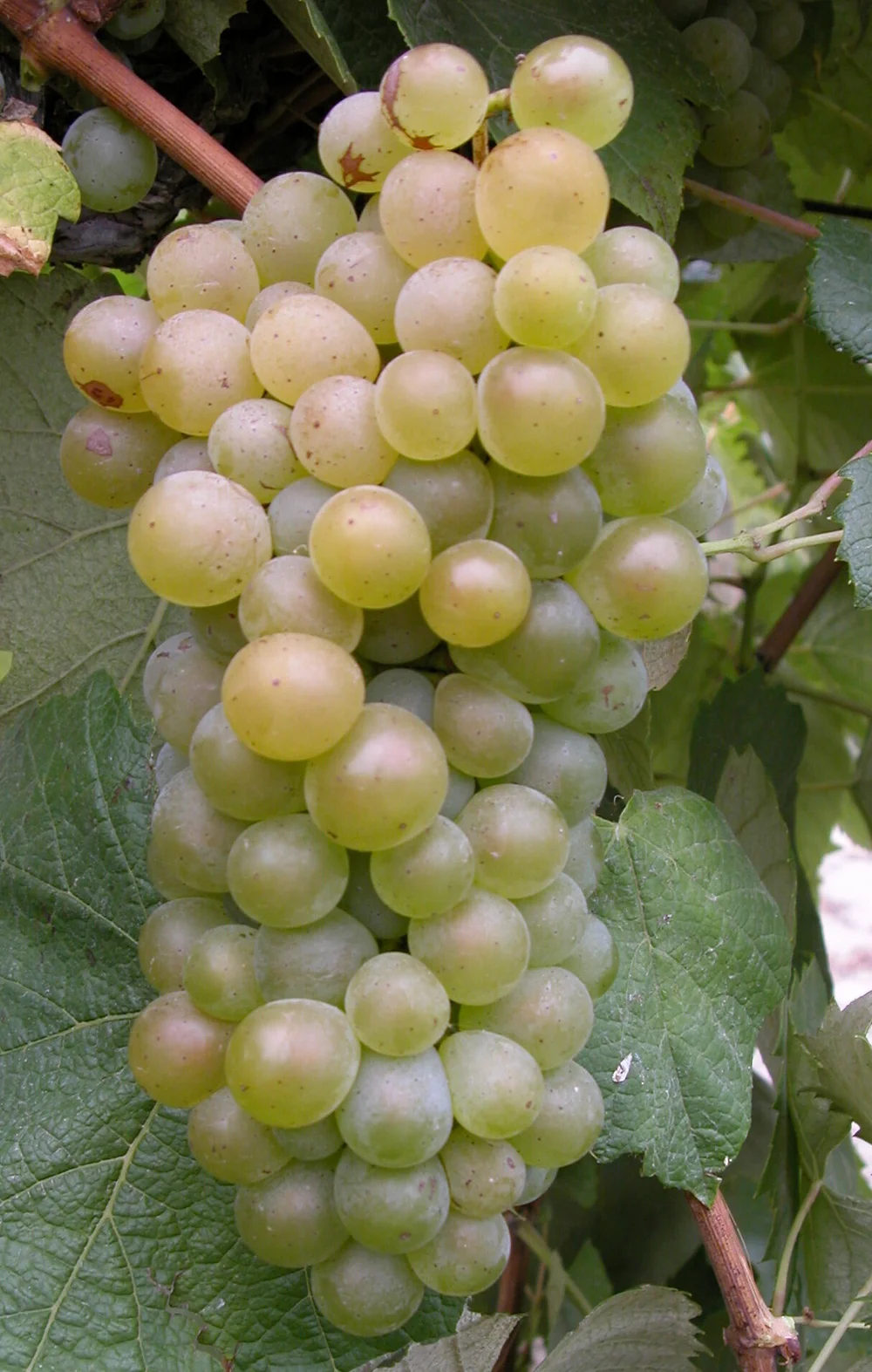 Ever Heard of the Baco Blanc Grape? — EverWonderWine?