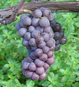 Get to Know the Pinots -- Pinot Gris — EverWonderWine?