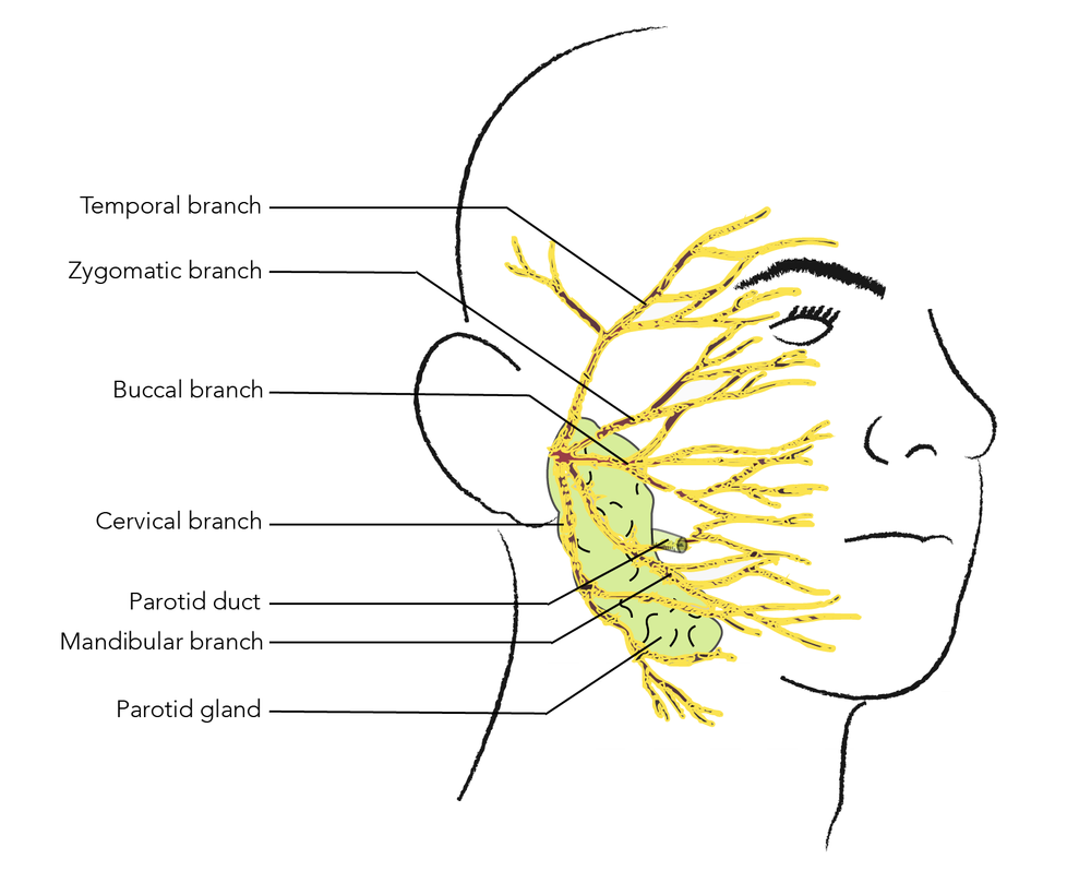 Quick Guide to Minor Facial Trauma: Part I — NUEM Blog