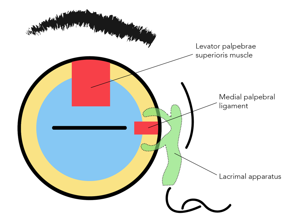 Quick Guide to Minor Facial Trauma: Part I — NUEM Blog