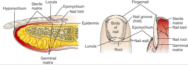 Nail Trauma — NUEM Blog