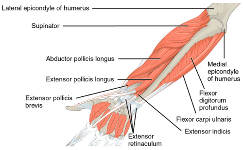 Demystifying the Hand Exam — NUEM Blog