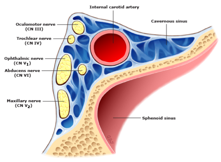 Approach to Double Vision in the ED — NUEM Blog