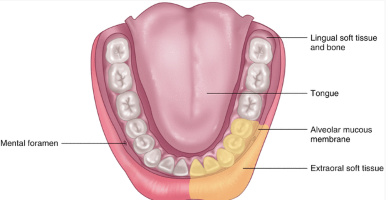 infraorbital nerve block — Blog — NUEM Blog