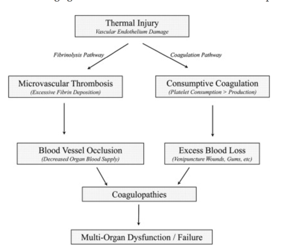 Management of Environmental Heat Injury in the ED — NUEM Blog