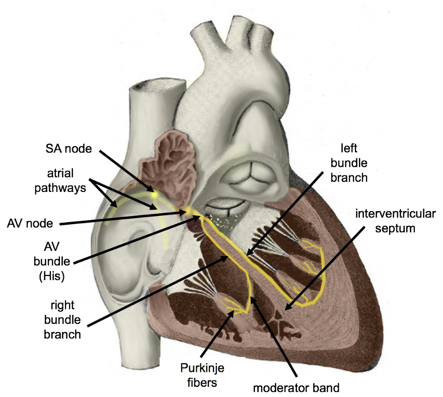 Symptomatic Bradycardia: Considering the Differential — NUEM Blog