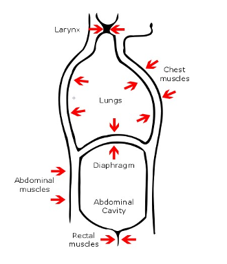 Vagal Maneuvers Simplified — NUEM Blog