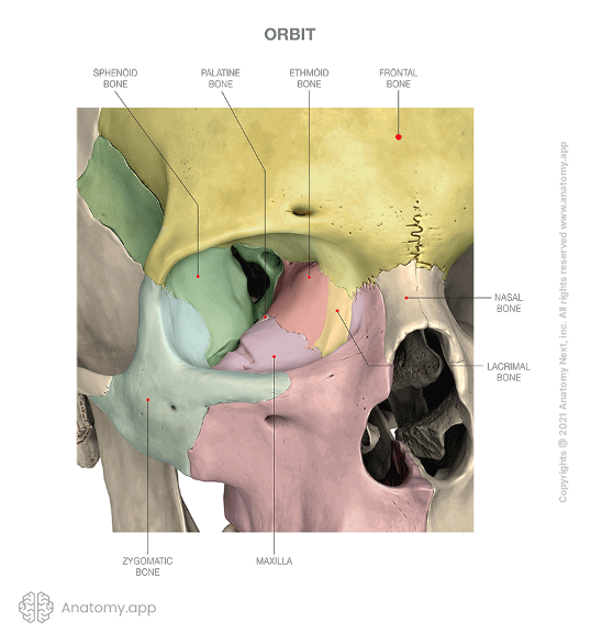 Facial Fractures: Frontal Bone and Orbit — NUEM Blog