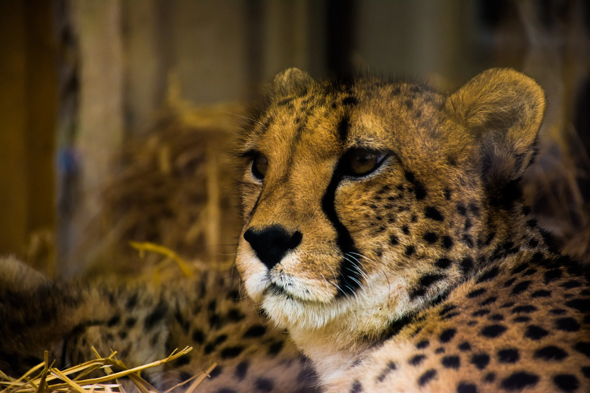 The Vienna Zoo: Visiting the Wild Side of Austria — No Destinations