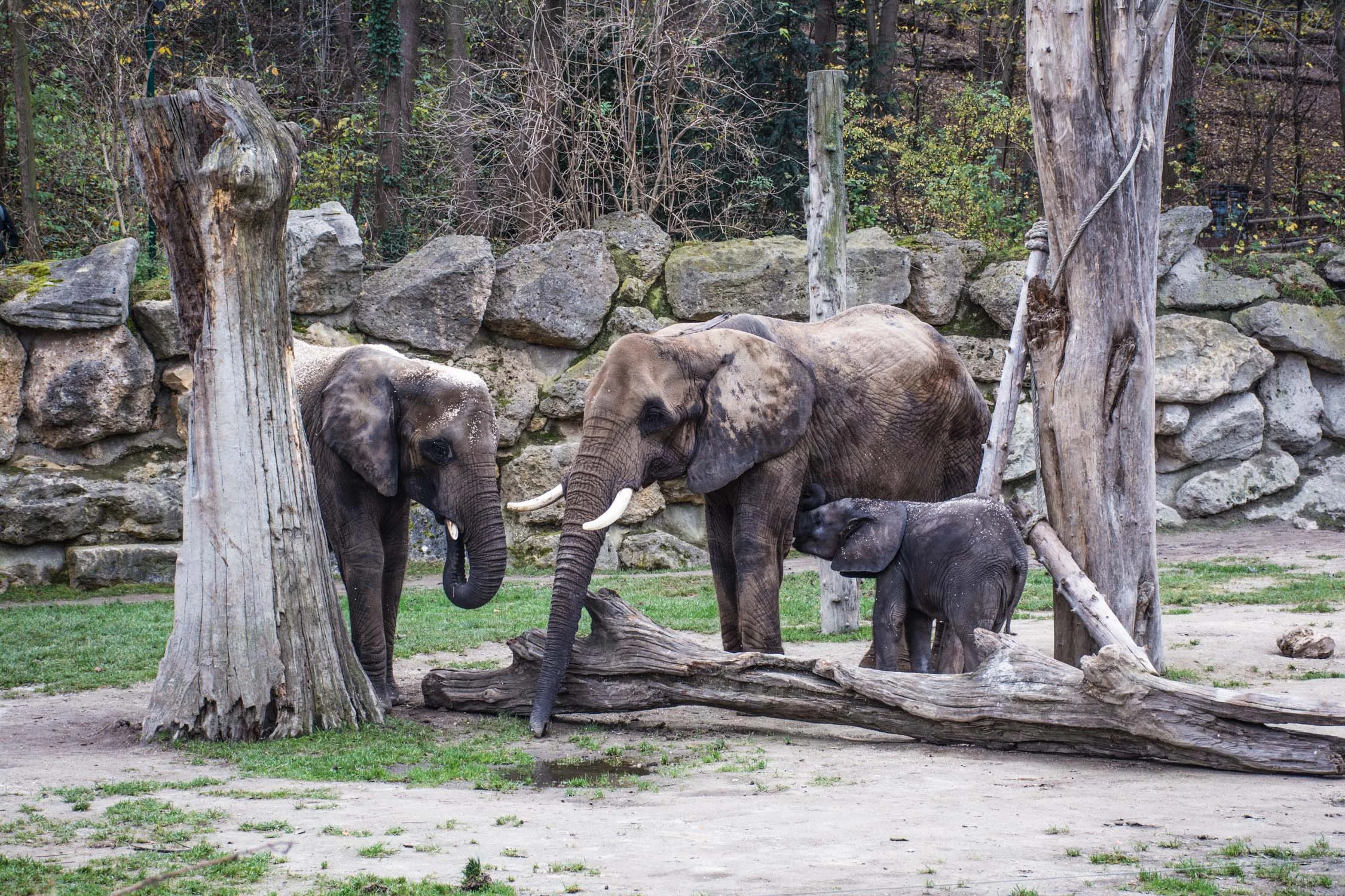 The Vienna Zoo: Visiting the Wild Side of Austria — No Destinations