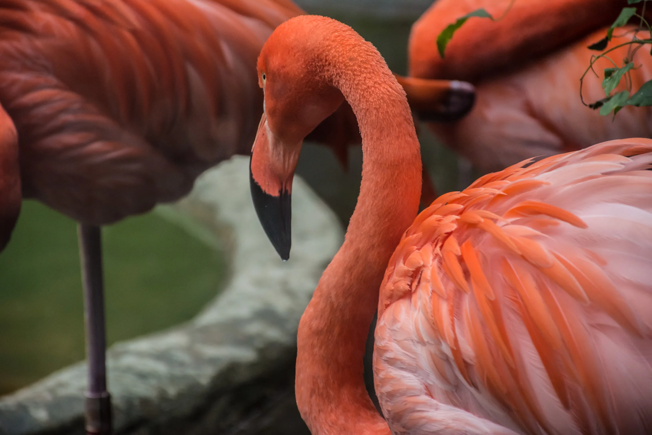 The Vienna Zoo: Visiting the Wild Side of Austria — No Destinations