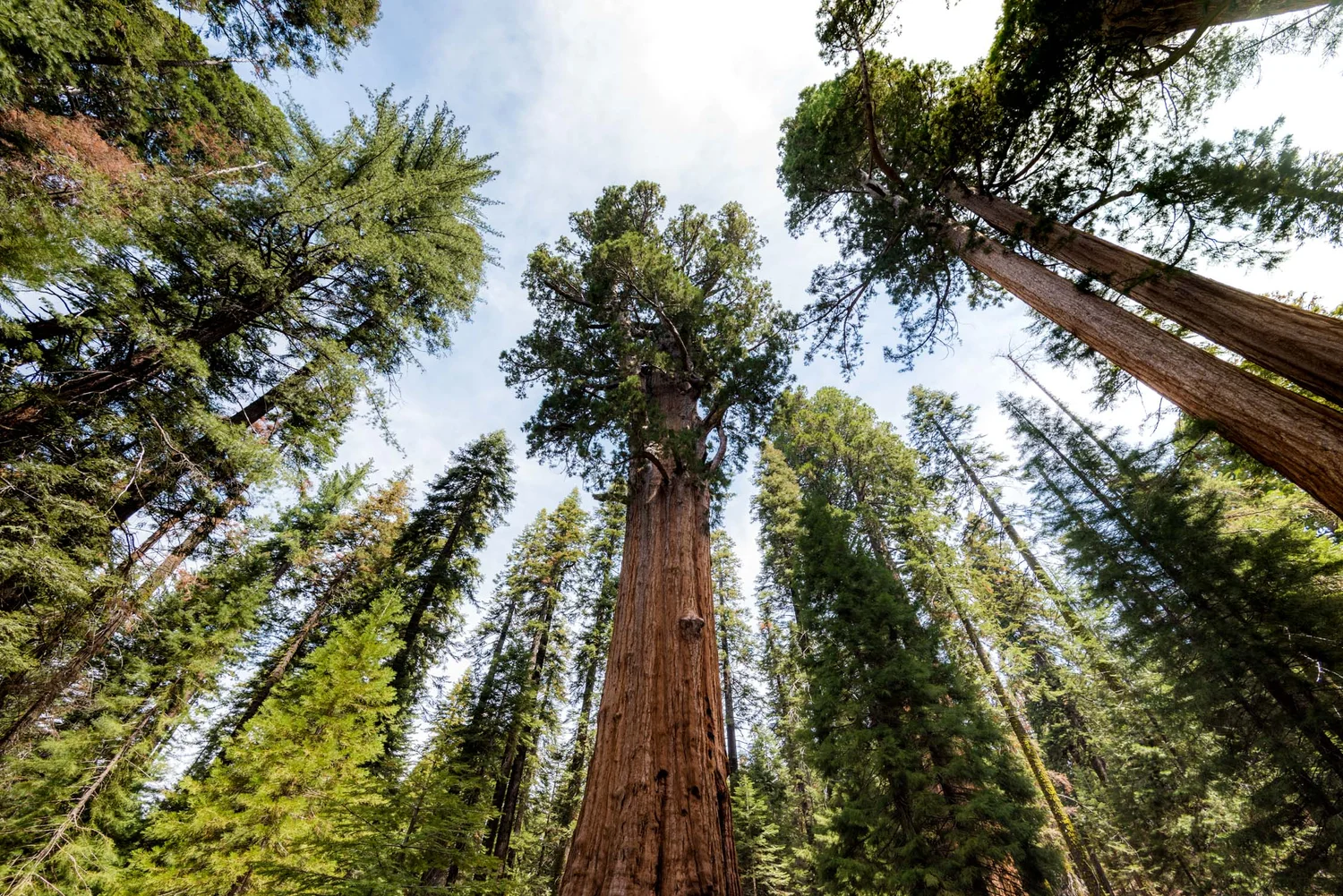 Sequoia Trees California