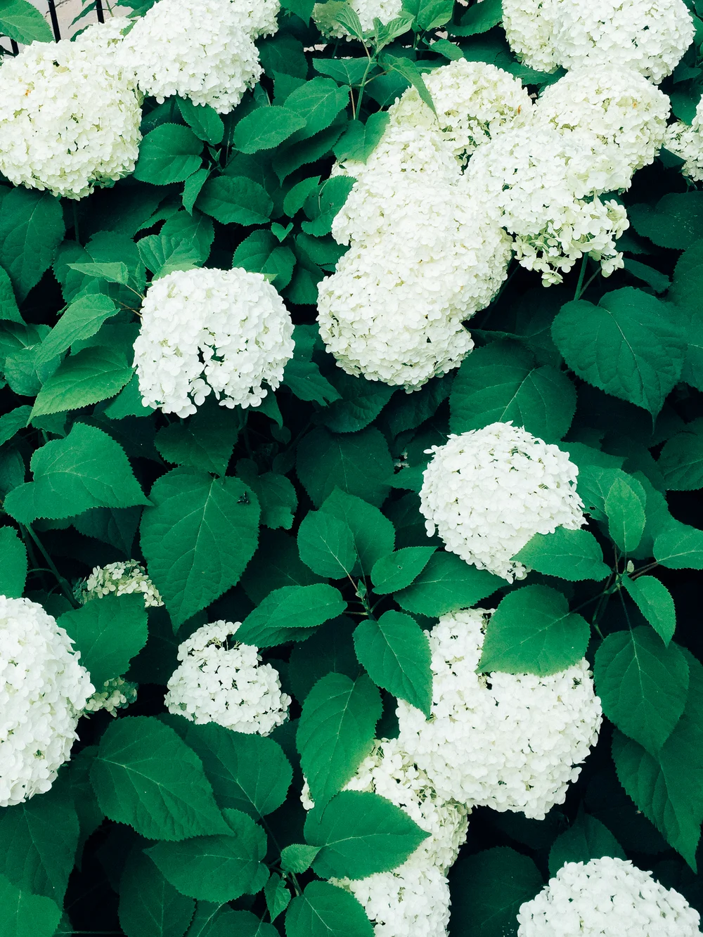 Salisbury, Connecticut — Simply Elegant