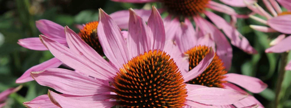 Elizabeth Salon, FNP