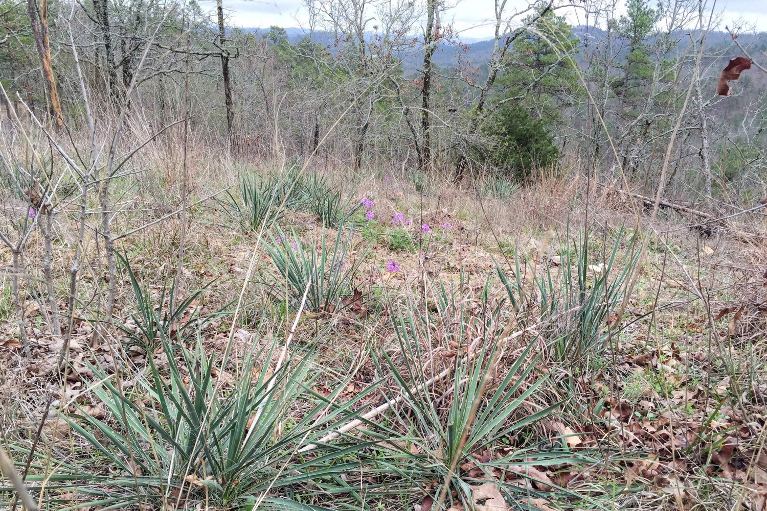 Ouachita National Forest — Travis Ward Horticulture