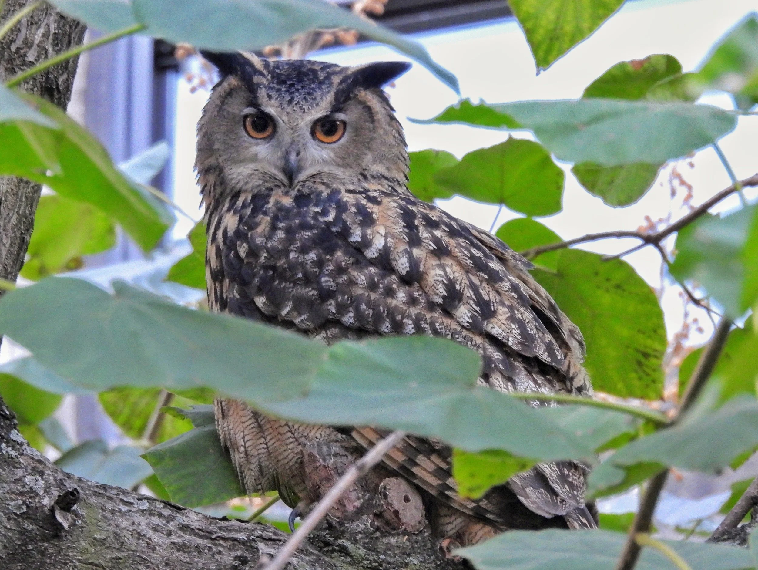 Flaco the Owl Is With Us No More — Manuela Hoelterhoff