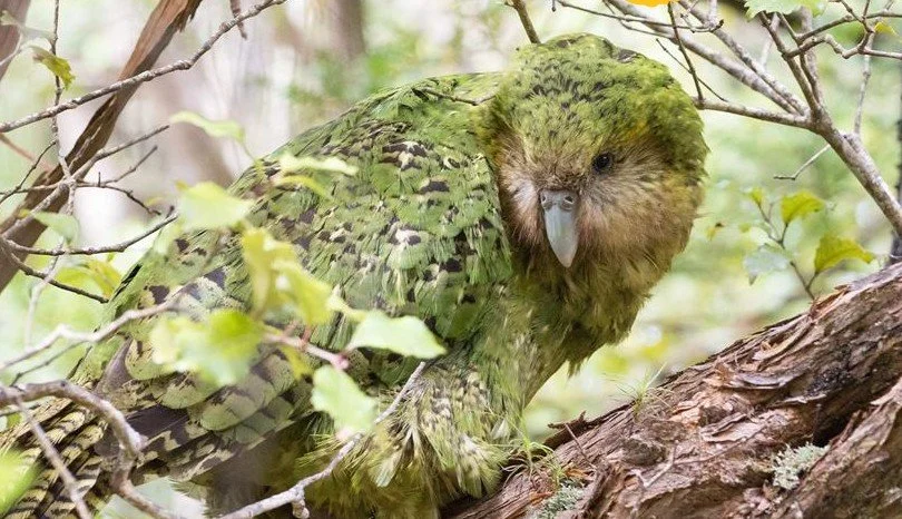 Boom Year for New Zealand’s Endangered Kākāpō — Manuela Hoelterhoff