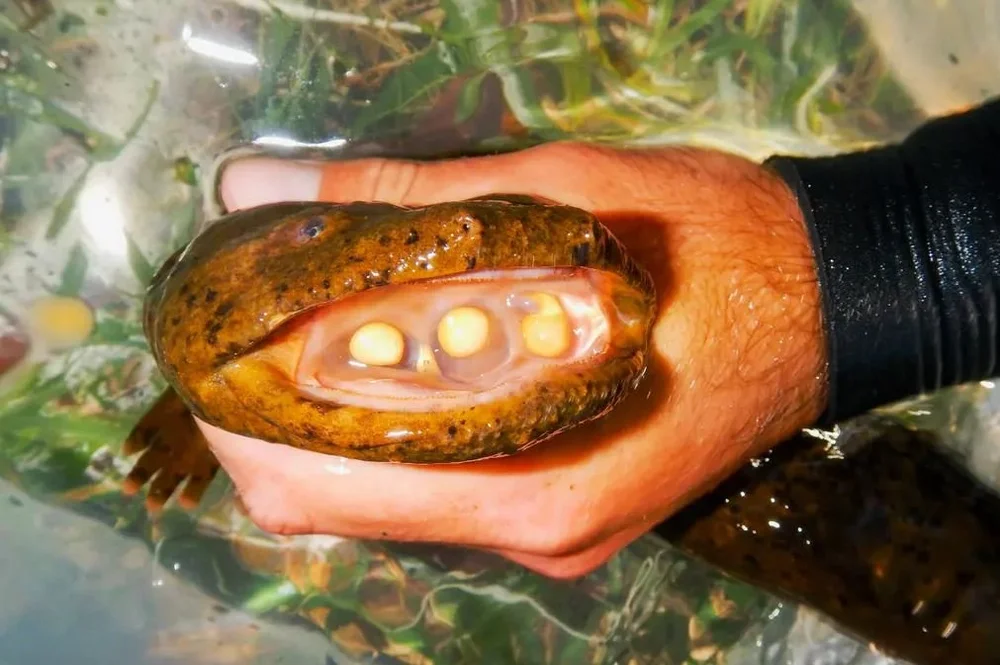 Hellbenders Eat Their Young to Survive — Manuela Hoelterhoff