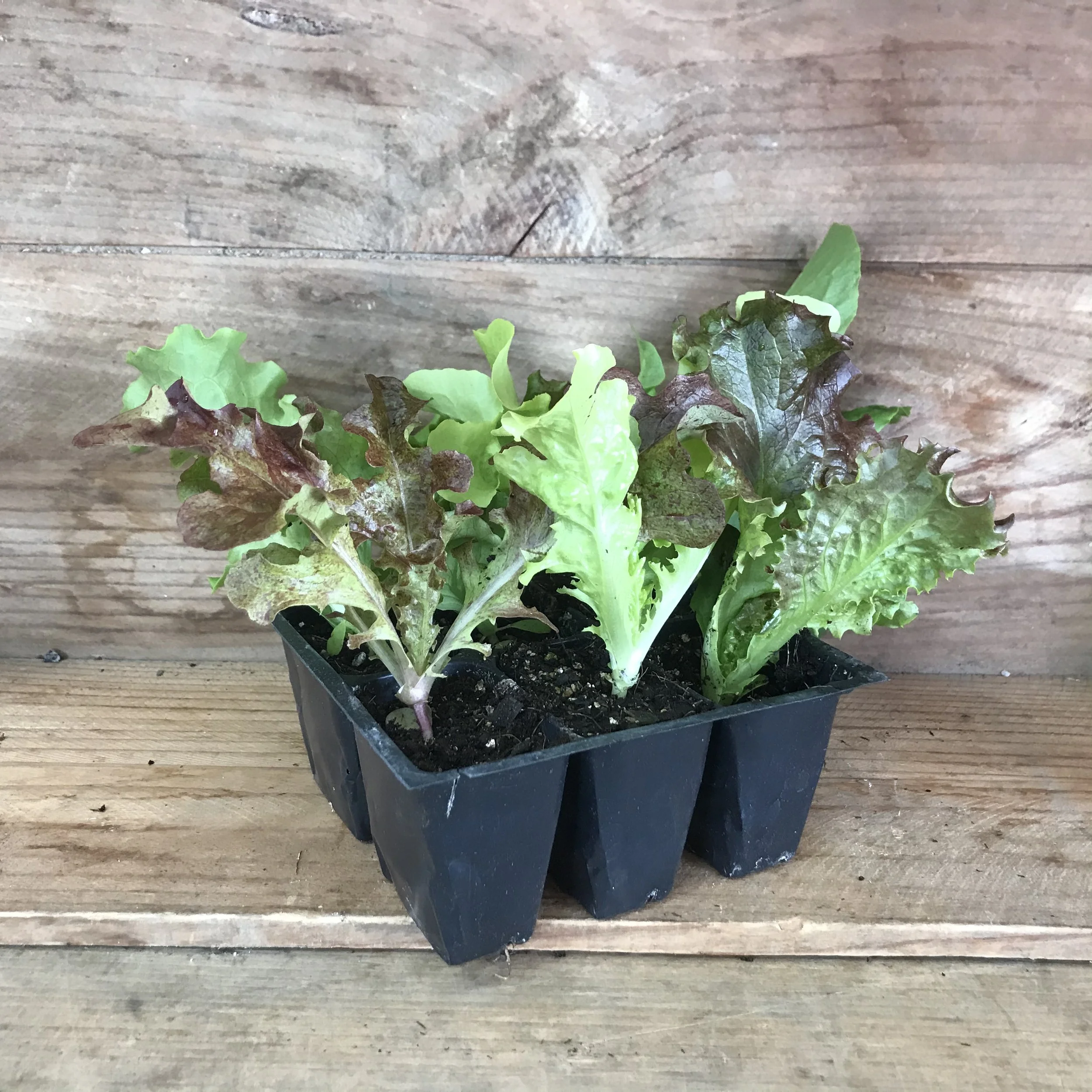 Organic Seedlings for the Garden — Morning Dew Farm