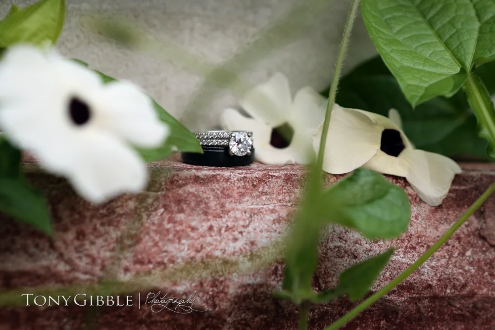 Rings — Tony Gibble Photography