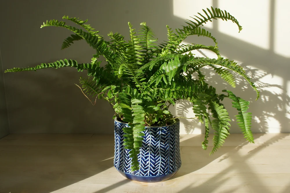 Potted Fern