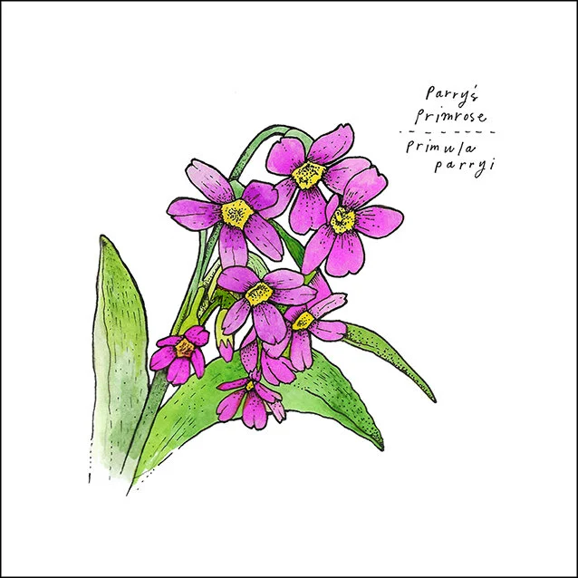 product — Nikki LaRochelle Design