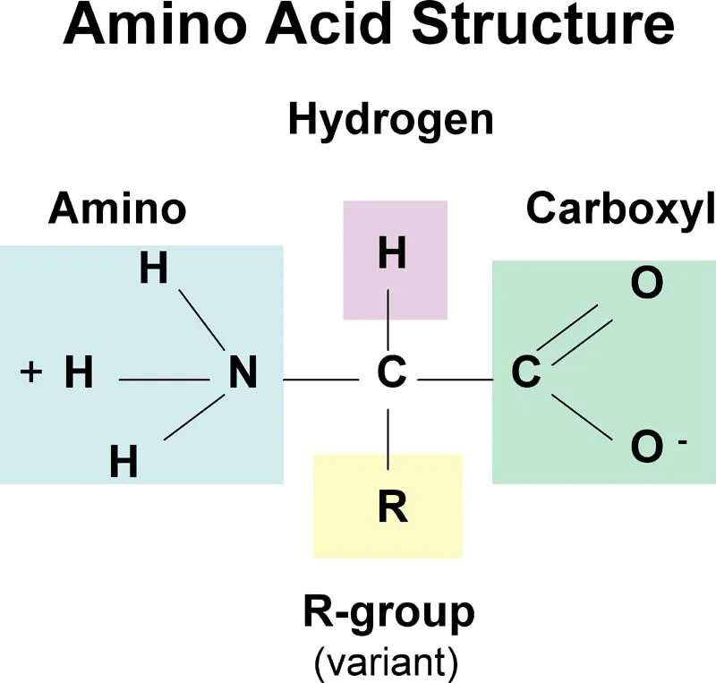 Proteins Mathwizurd