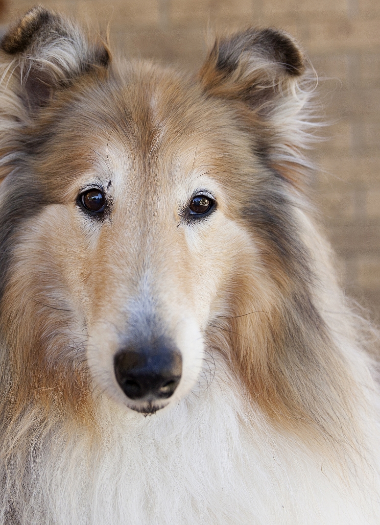 ACT & Surrounds Services — Paw Bearers