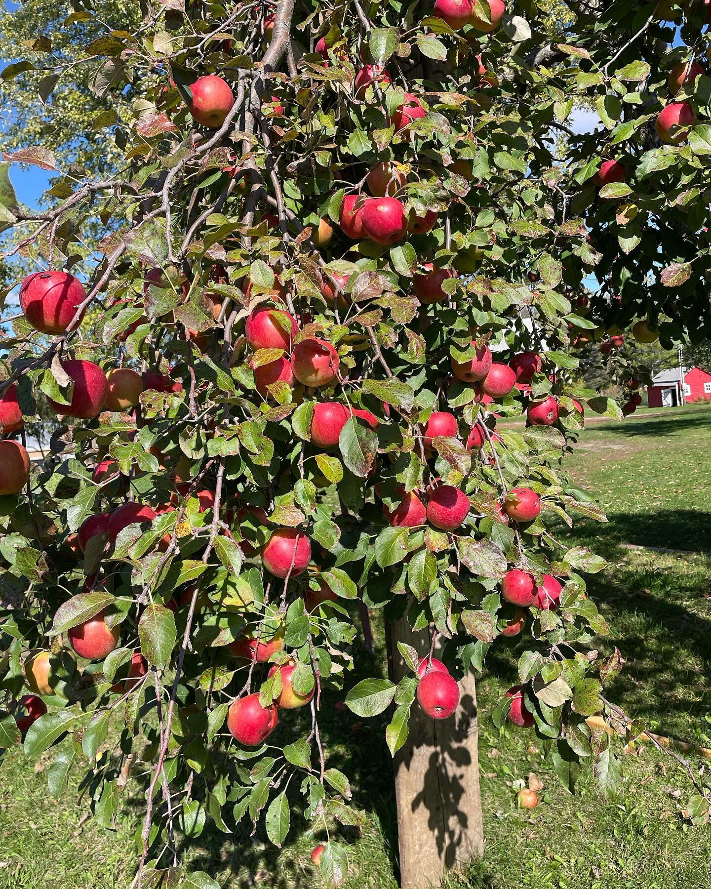 Farm Updates — Miracle Strawberry Farm