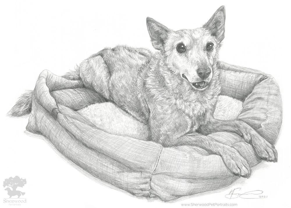 Dog Whole Body Drawings In Pencil
