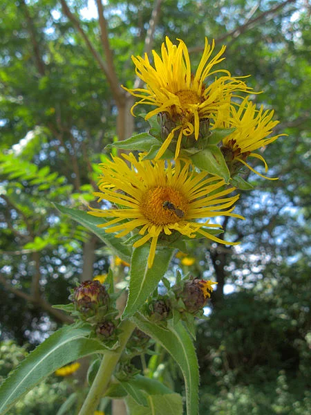 Sustaining the Spirit : Elecampane Plant Profile — Worts + Cunning ...