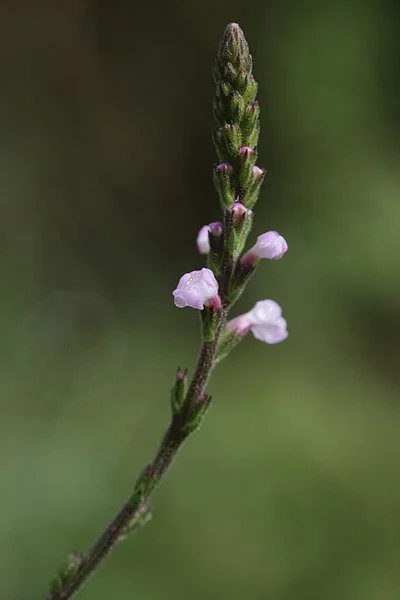 Of Holiness + Intensity: Vervain Plant Profile — Worts & Cunning ...