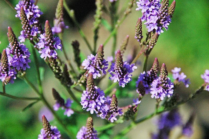 Of Holiness + Intensity: Vervain Plant Profile — Worts & Cunning ...