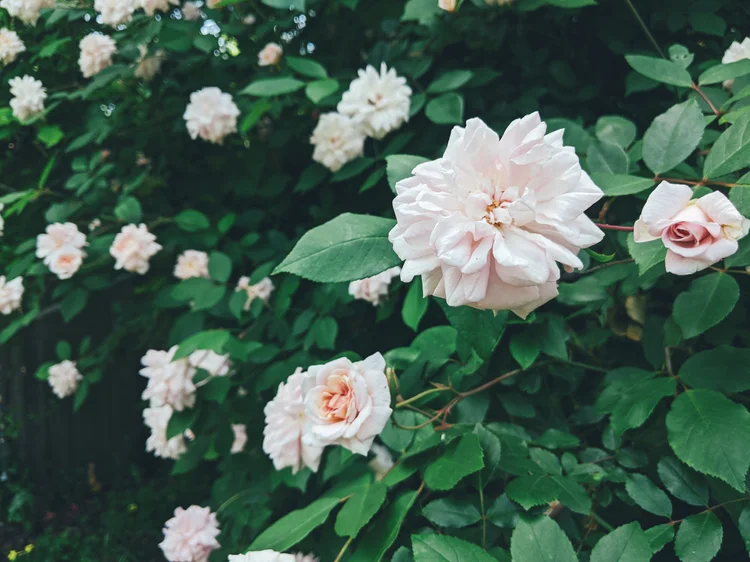 Serving as Herbalists During a Pandemic — Worts & Cunning Apothecary ...
