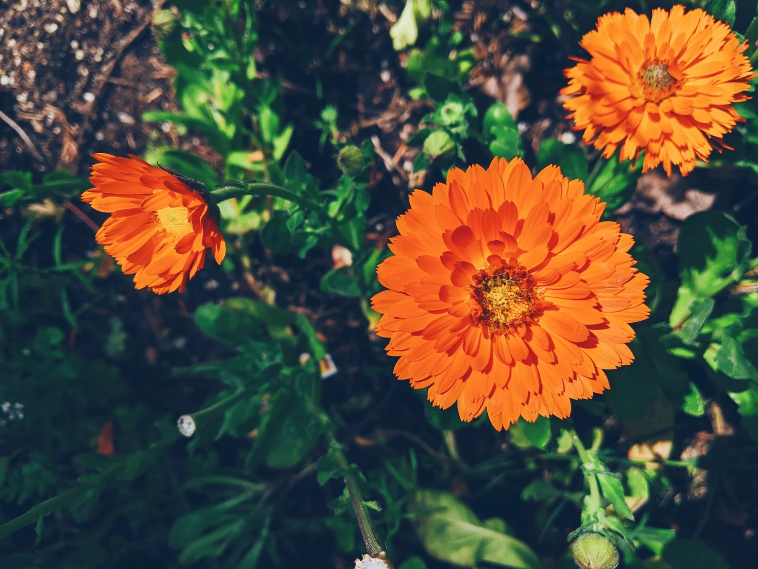 In All Our Brightness: Calendula Plant Profile — Worts & Cunning ...