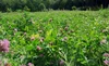 Red Clover (Trifolium pratense) Plant Profile — Worts & Cunning ...