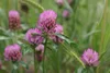 Red Clover (Trifolium pratense) Plant Profile — Worts & Cunning ...