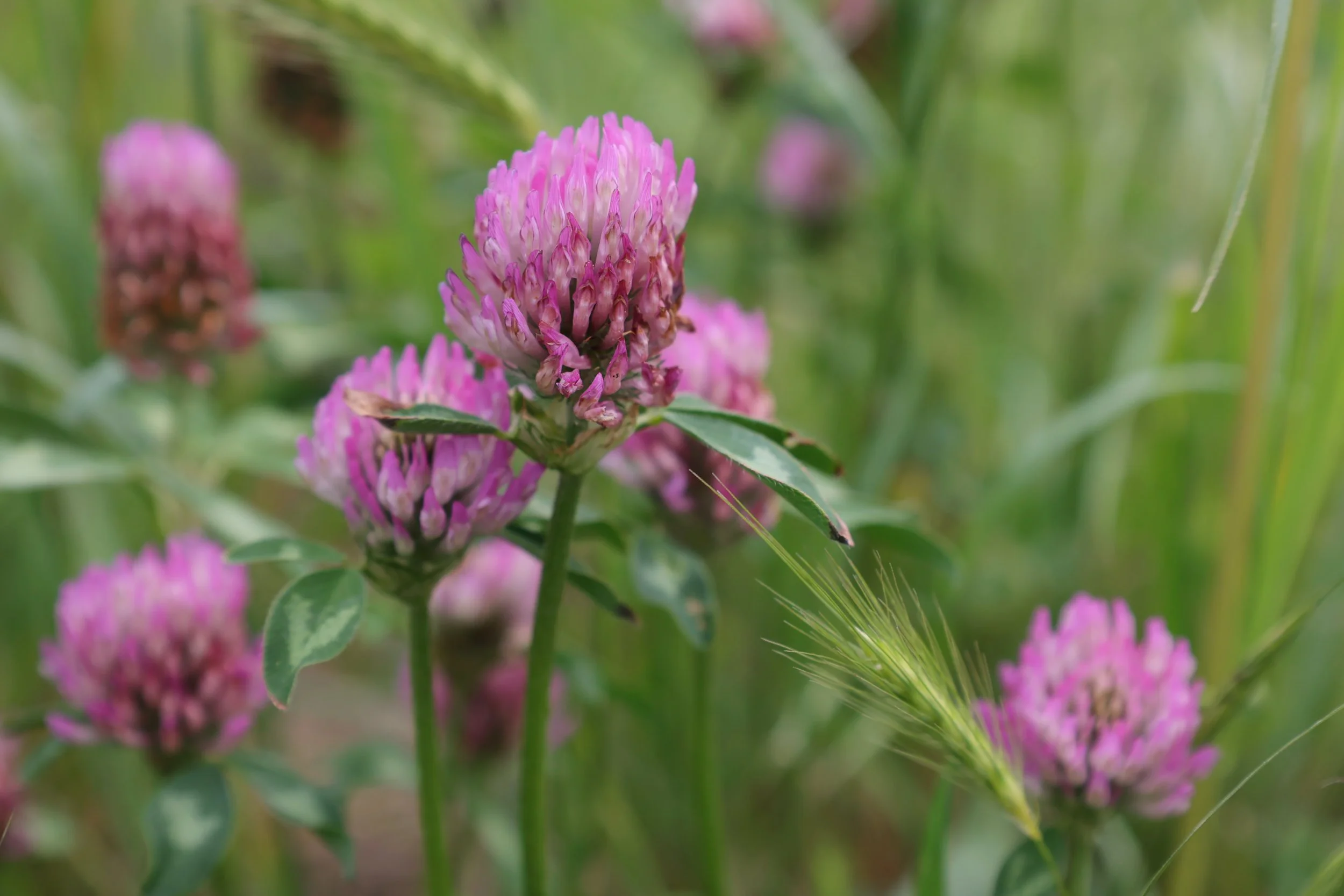 Red Clover (Trifolium pratense) Plant Profile — Worts & Cunning ...