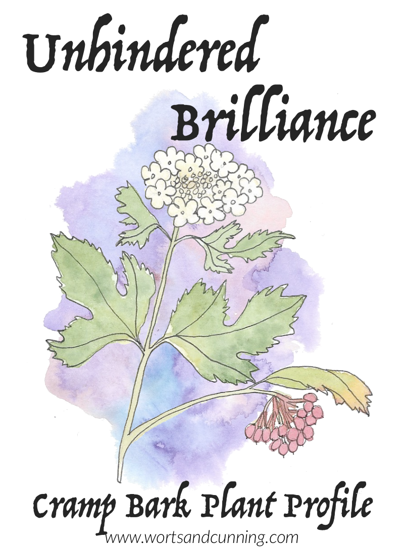 Unhindered Brilliance: Cramp Bark (Viburnum opulus) Plant Profile ...