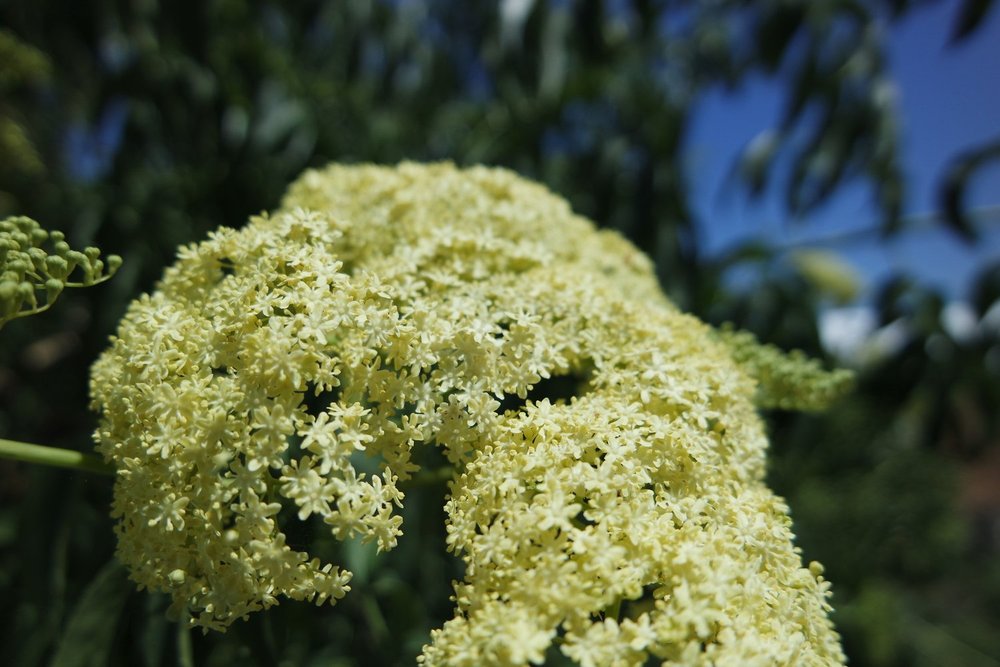 Smoke Relief : Herbal Remedies for Fire Season — Worts & Cunning ...