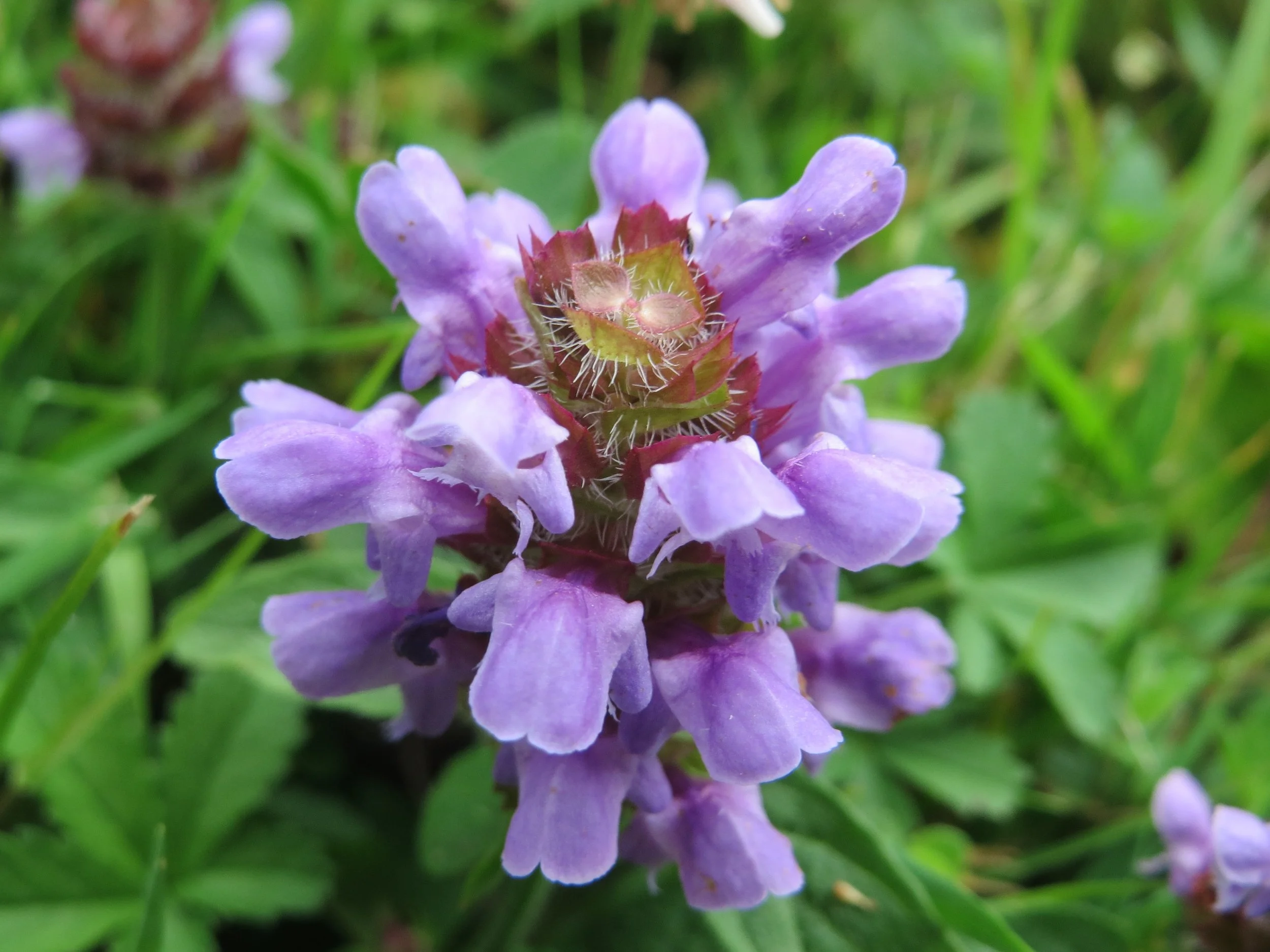 Thriving Everywhere: Self Heal Plant Profile — Worts & Cunning ...
