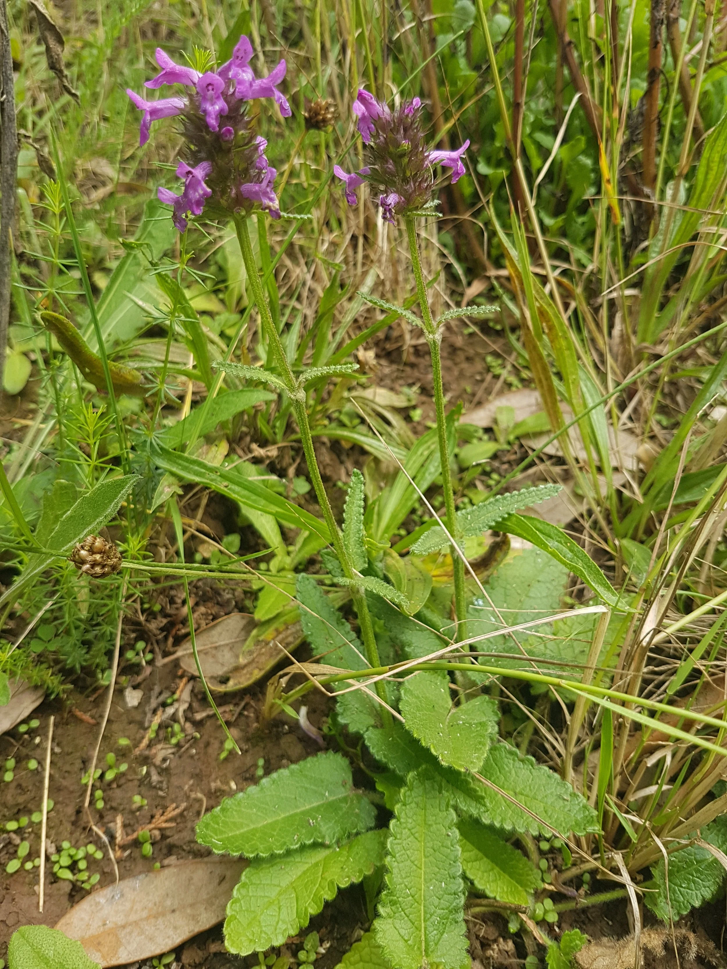 Strange & Lovely: Wood Betony Plant Profile — Worts & Cunning ...