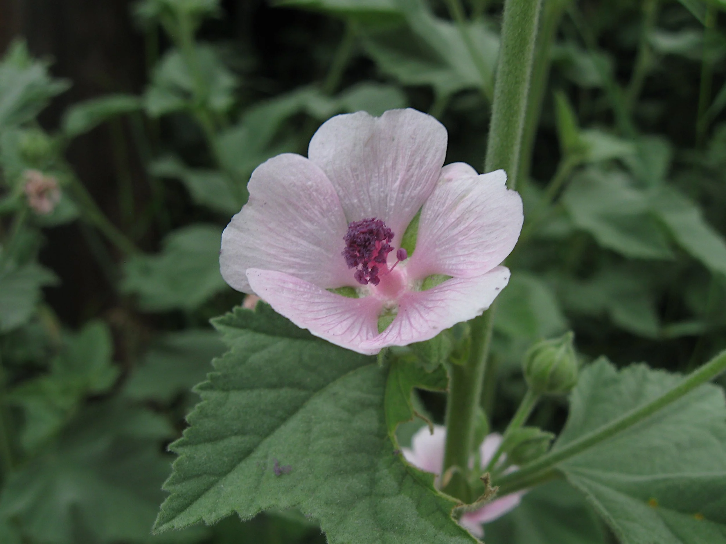 The Blessing of Softness: Marshmallow (Althea officinalis) Plant ...